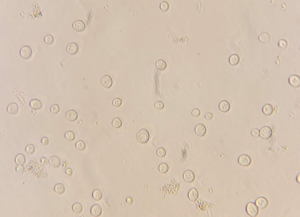 La Brasserie - Brasserie Saint-Feuillien